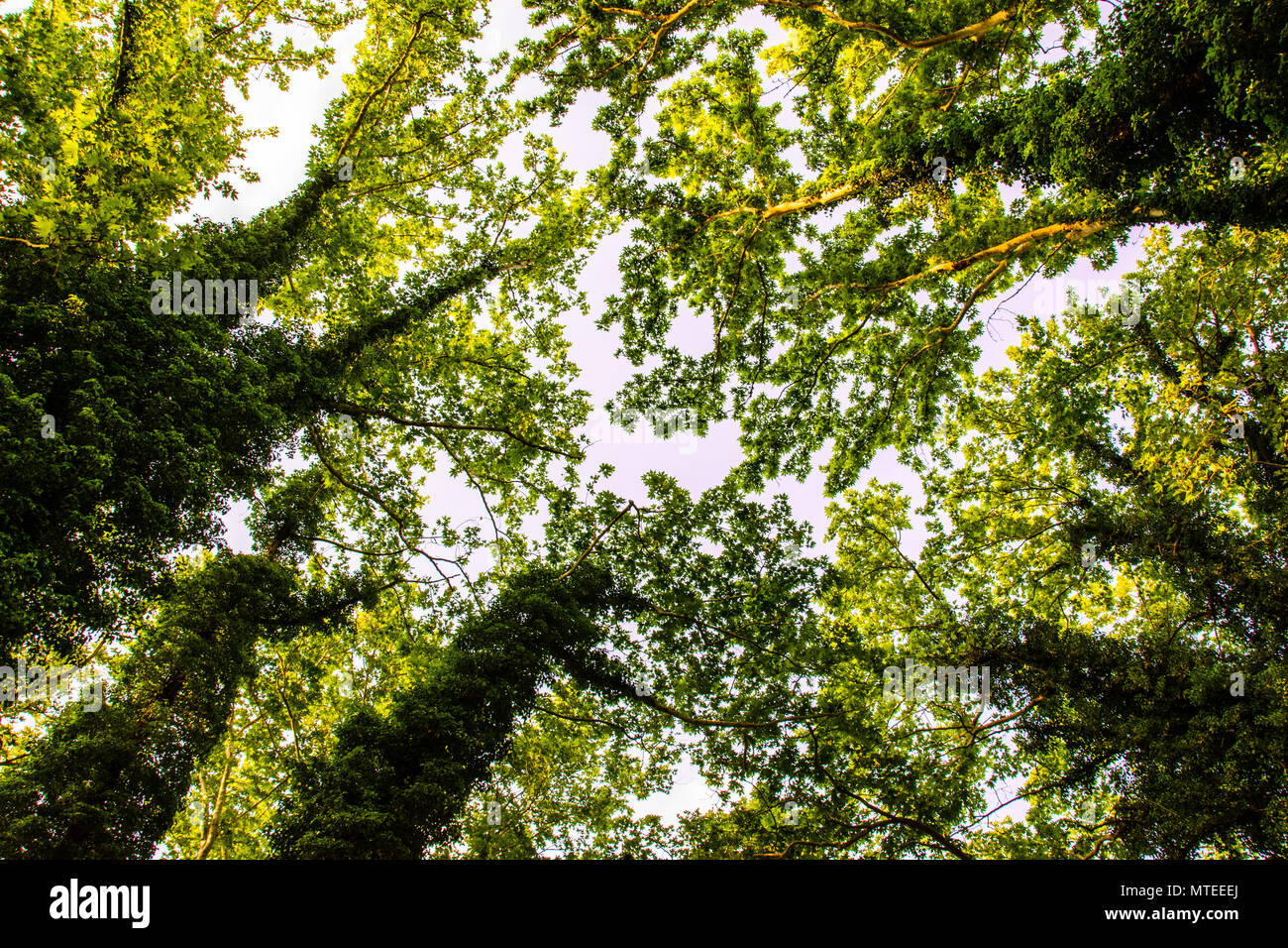 Low angle view forest hi-res stock photography and images - Alamy