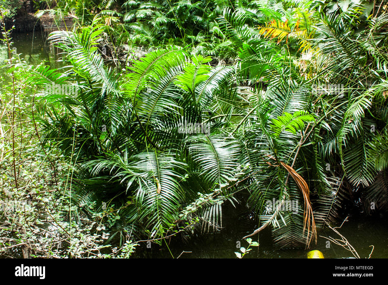 Rattan Palm High Resolution Stock Photography and Images - Alamy