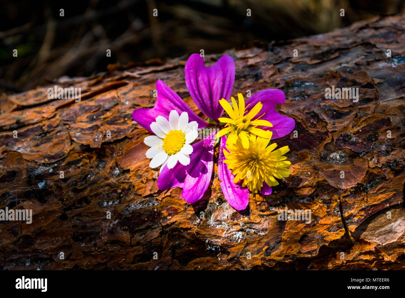 Flowers on trunk hi-res stock photography and images - Alamy