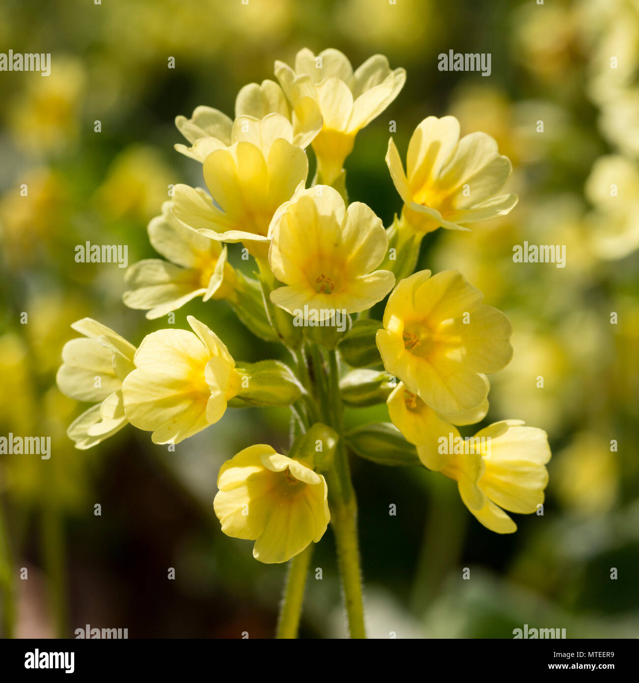 True oxlip (Primula elatior), Germany Stock Photo - Alamy