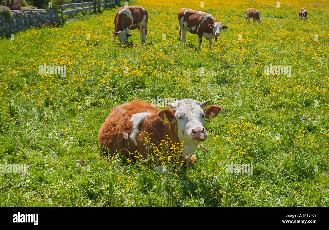 Southern yellow cattle hi-res stock photography and images - Alamy