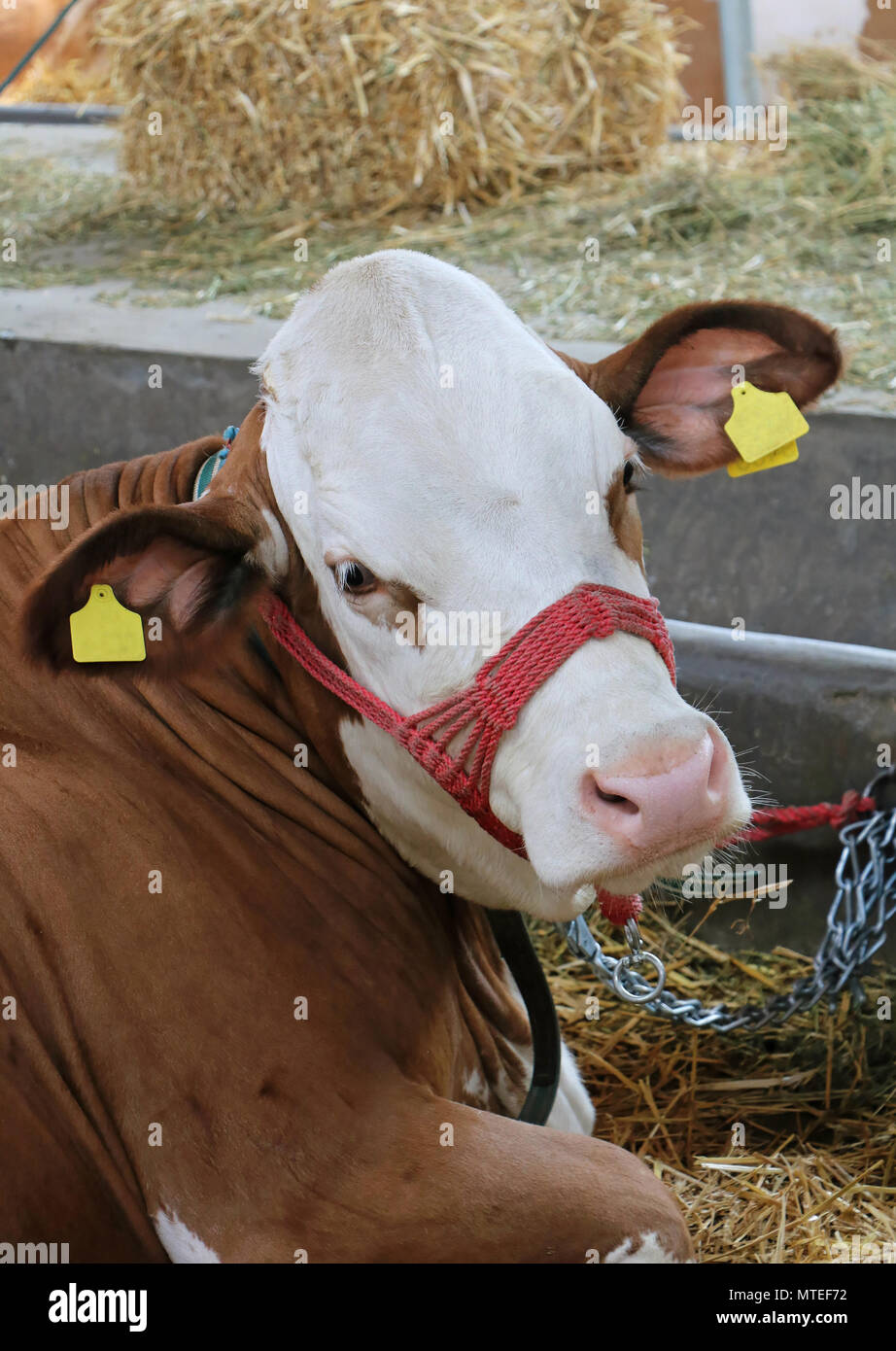 Domestic cow inside stable with piles of haystacks in the back Stock ...