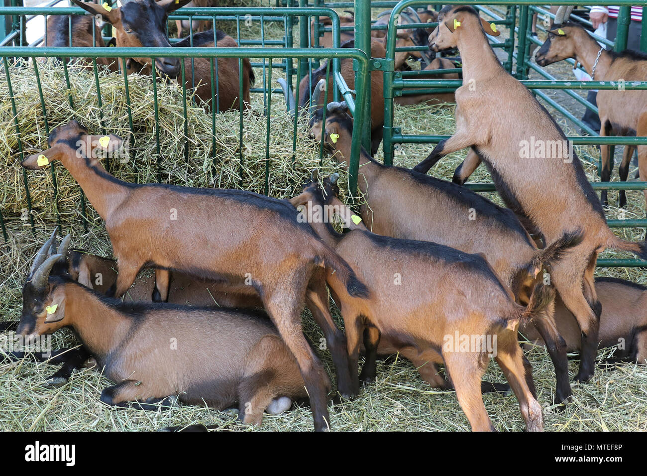 Small goats inside farm enclosure jumping and playing Stock Photo - Alamy