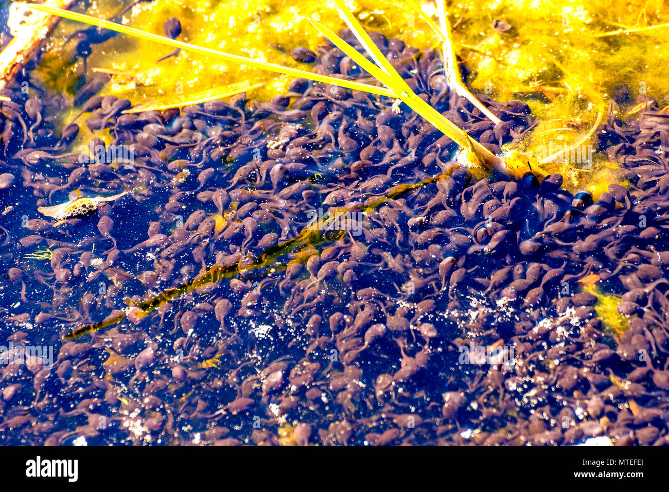 polliwogs in a pond in Poland Stock Photo - Alamy