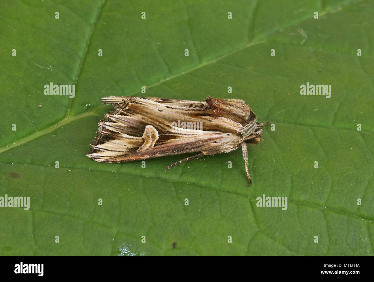 Polyodon hi-res stock photography and images - Alamy