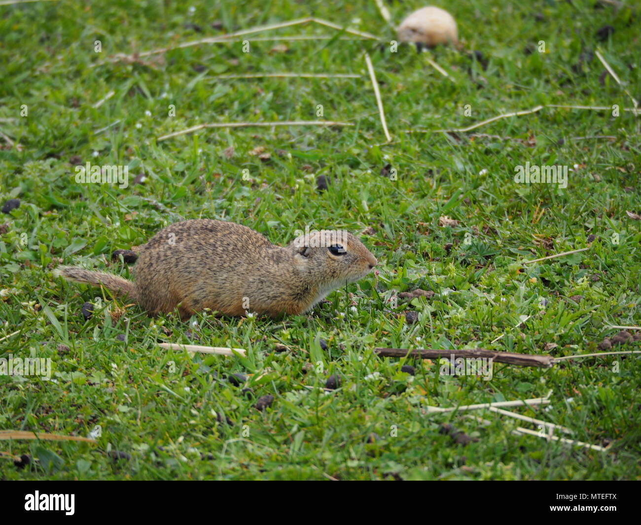 Ziesel hi-res stock photography and images - Alamy