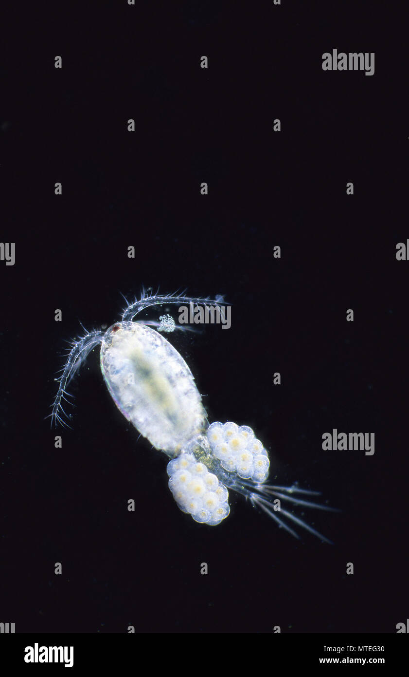 Eggs of copepod.Crustacean.Invertebrate.Optic Microscopy Stock Photo ...