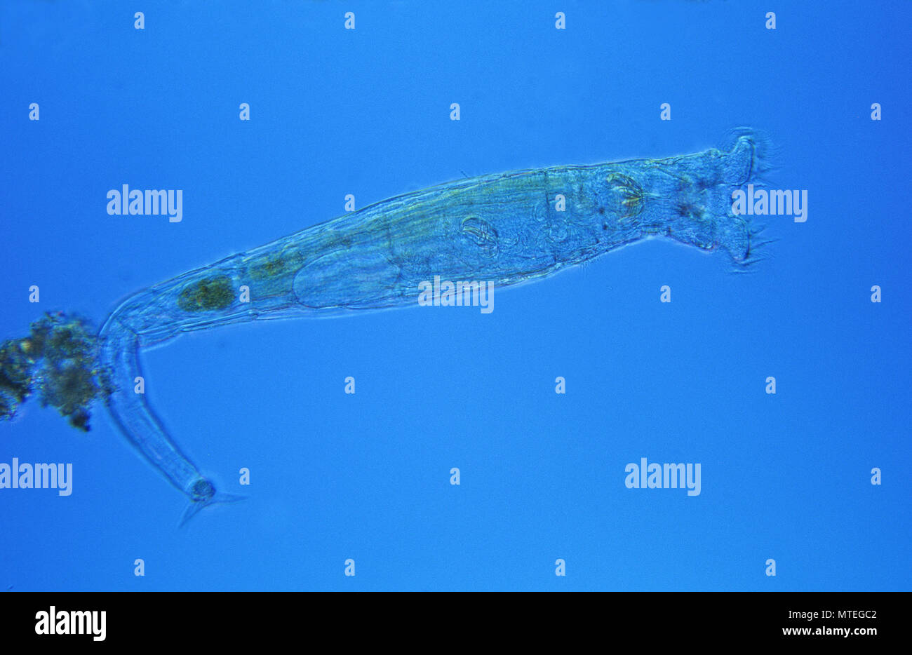 Rotifera hi-res stock photography and images - Alamy