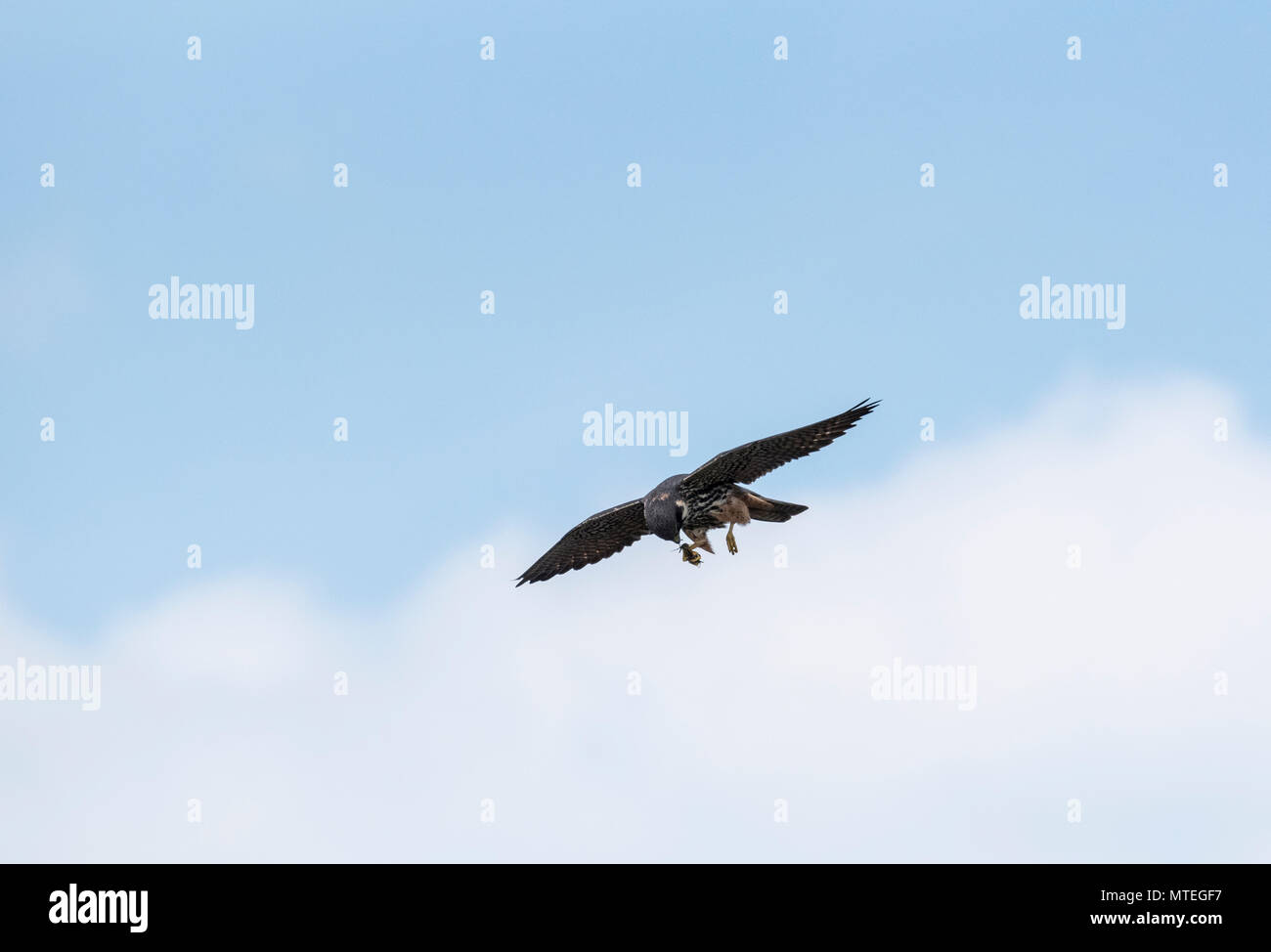 Eurasian hobby in flight hi-res stock photography and images - Alamy