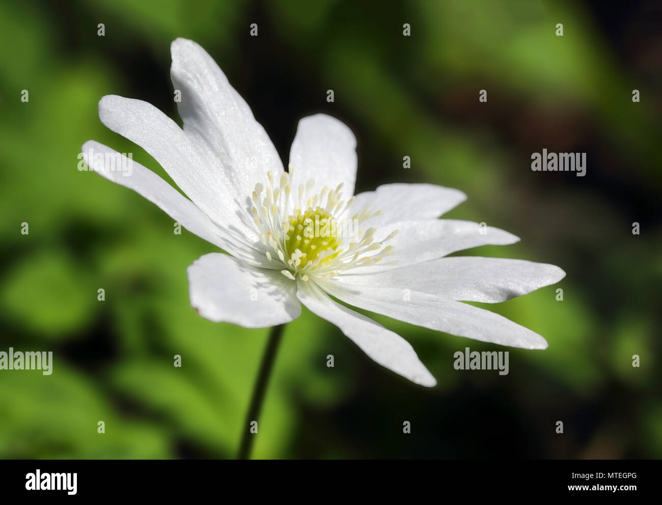 White wood flower hi-res stock photography and images - Alamy