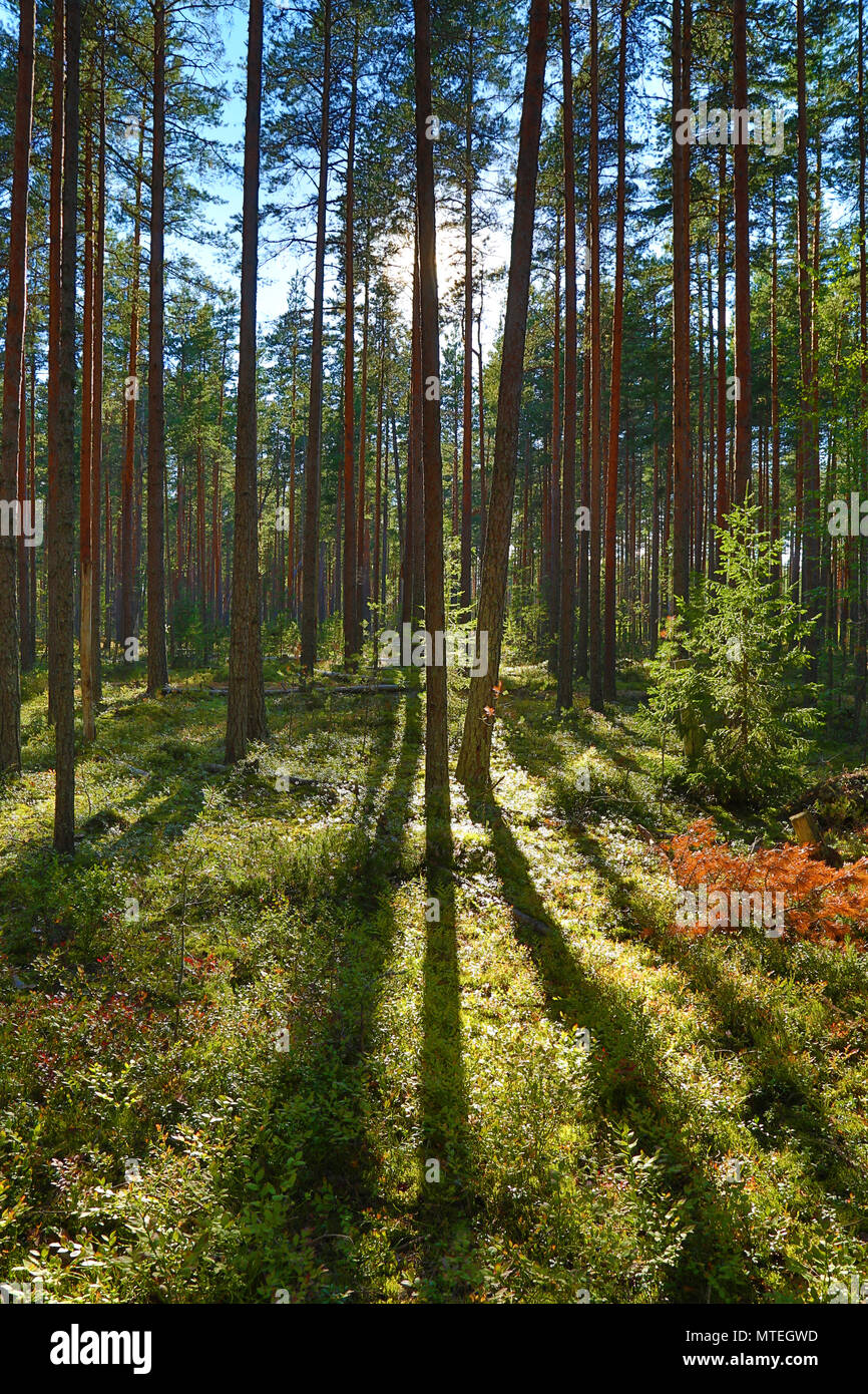 North forest hi-res stock photography and images - Alamy