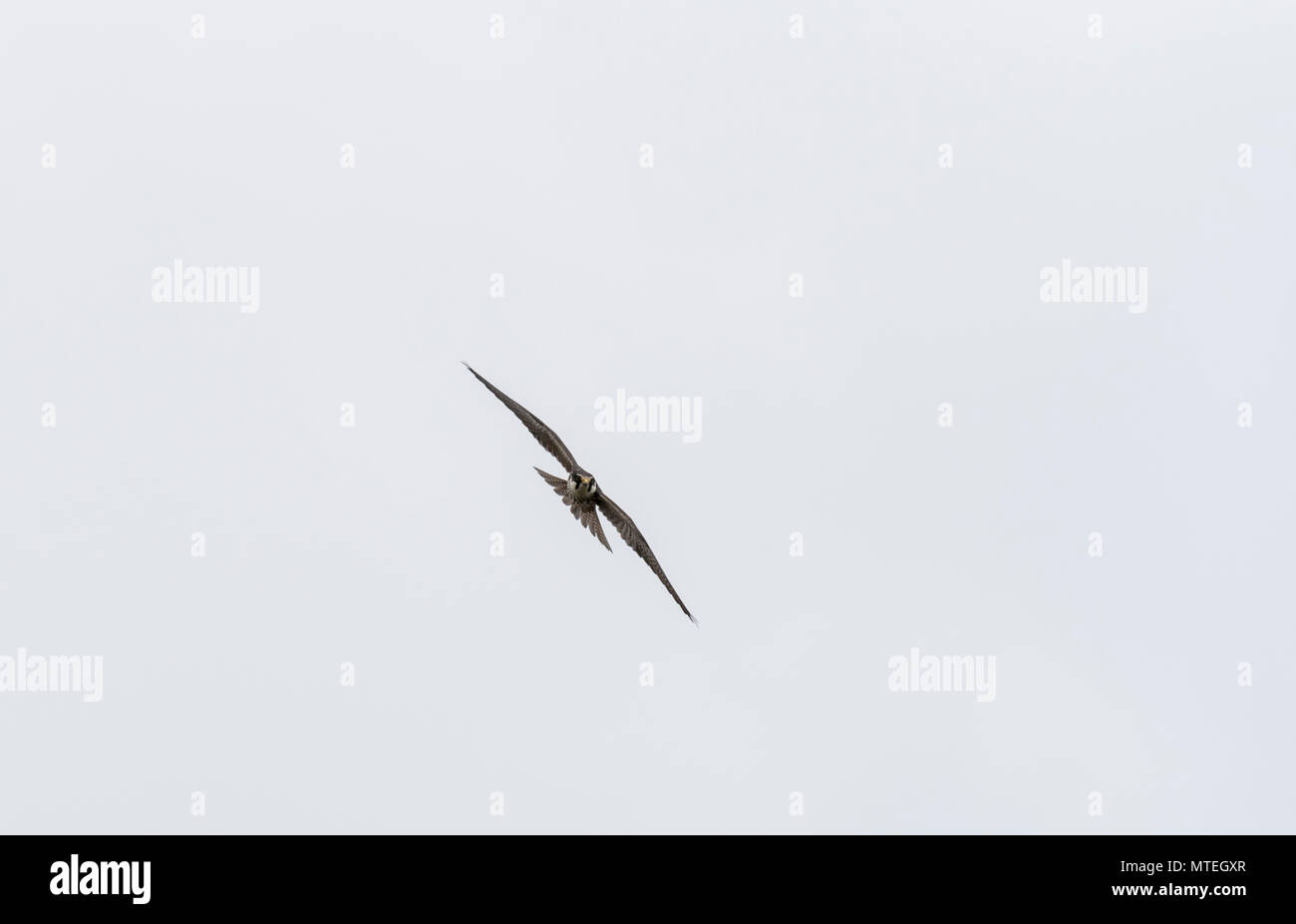 Eurasian hobby in flight hi-res stock photography and images - Alamy