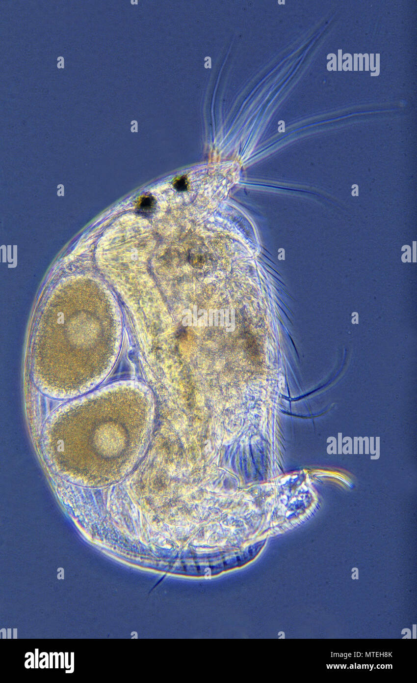 Water fleas hi-res stock photography and images - Alamy