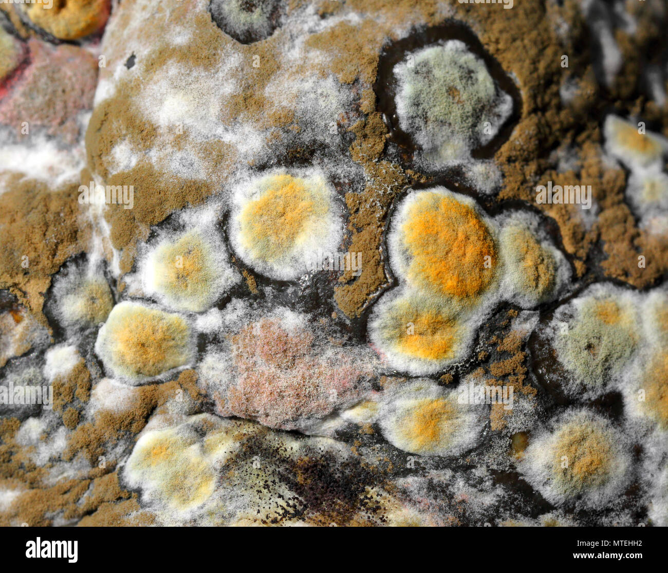 Mold fungi hi-res stock photography and images - Alamy