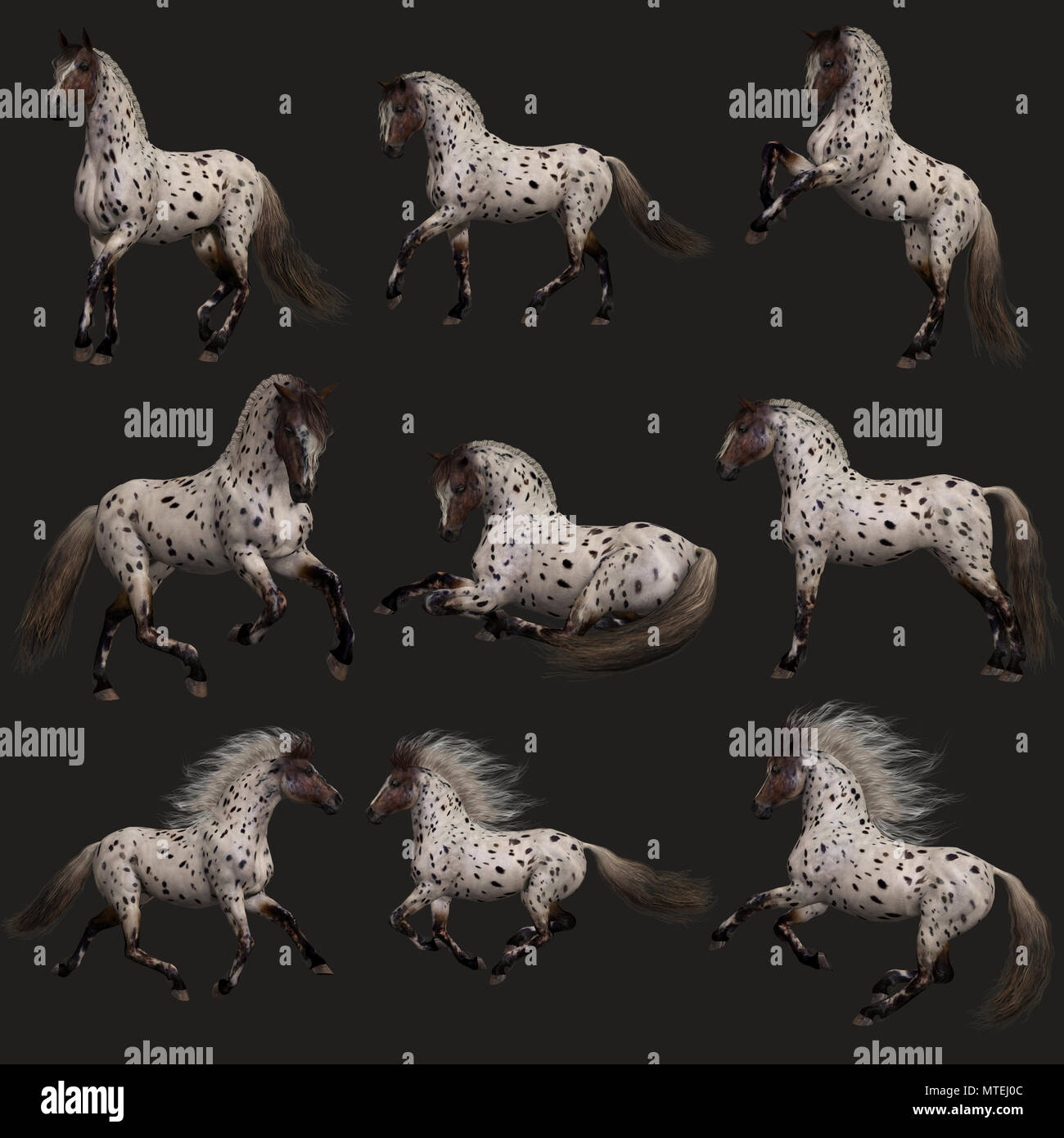 3d computer graphics of nine poses of a Leopard Appy horse Stock Photo ...