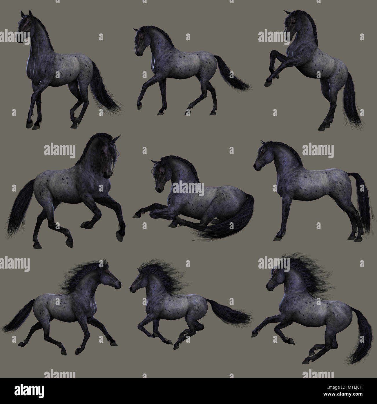 Blue Roan Horse Color