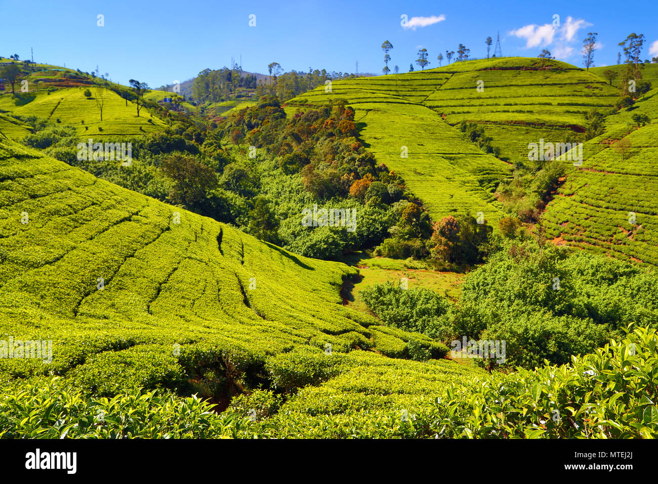 tea plantation landscape in Sri Lanka Stock Photo - Alamy