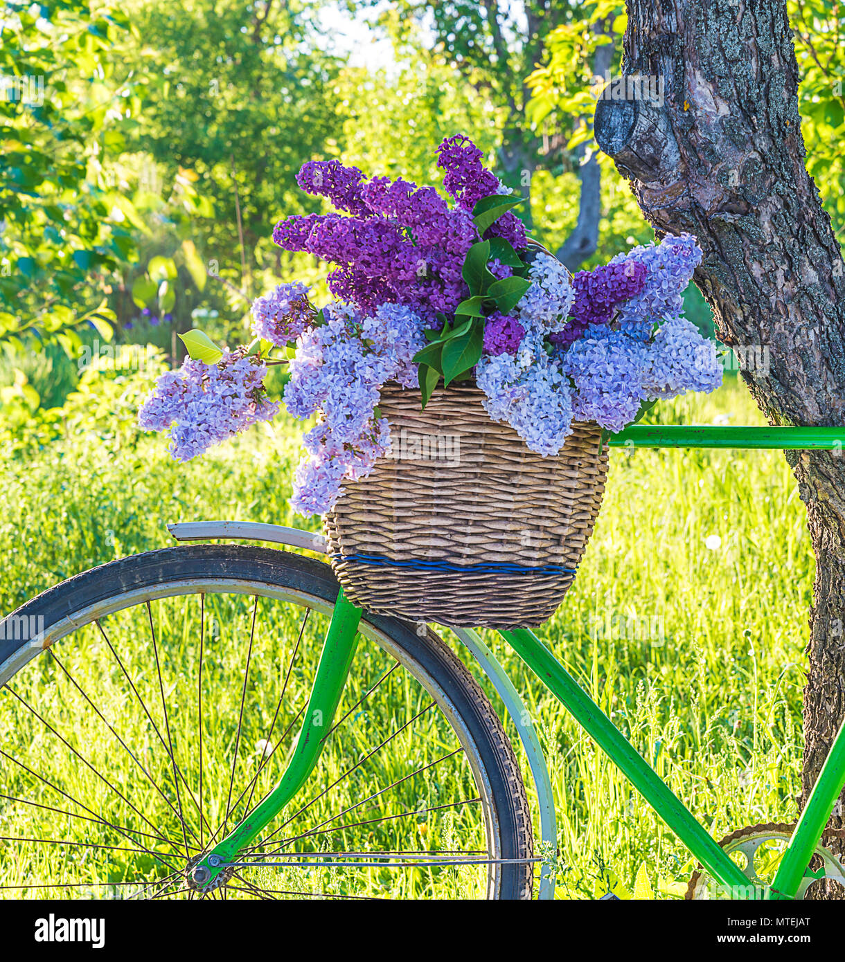 Lilac bike hi-res stock photography and images - Alamy