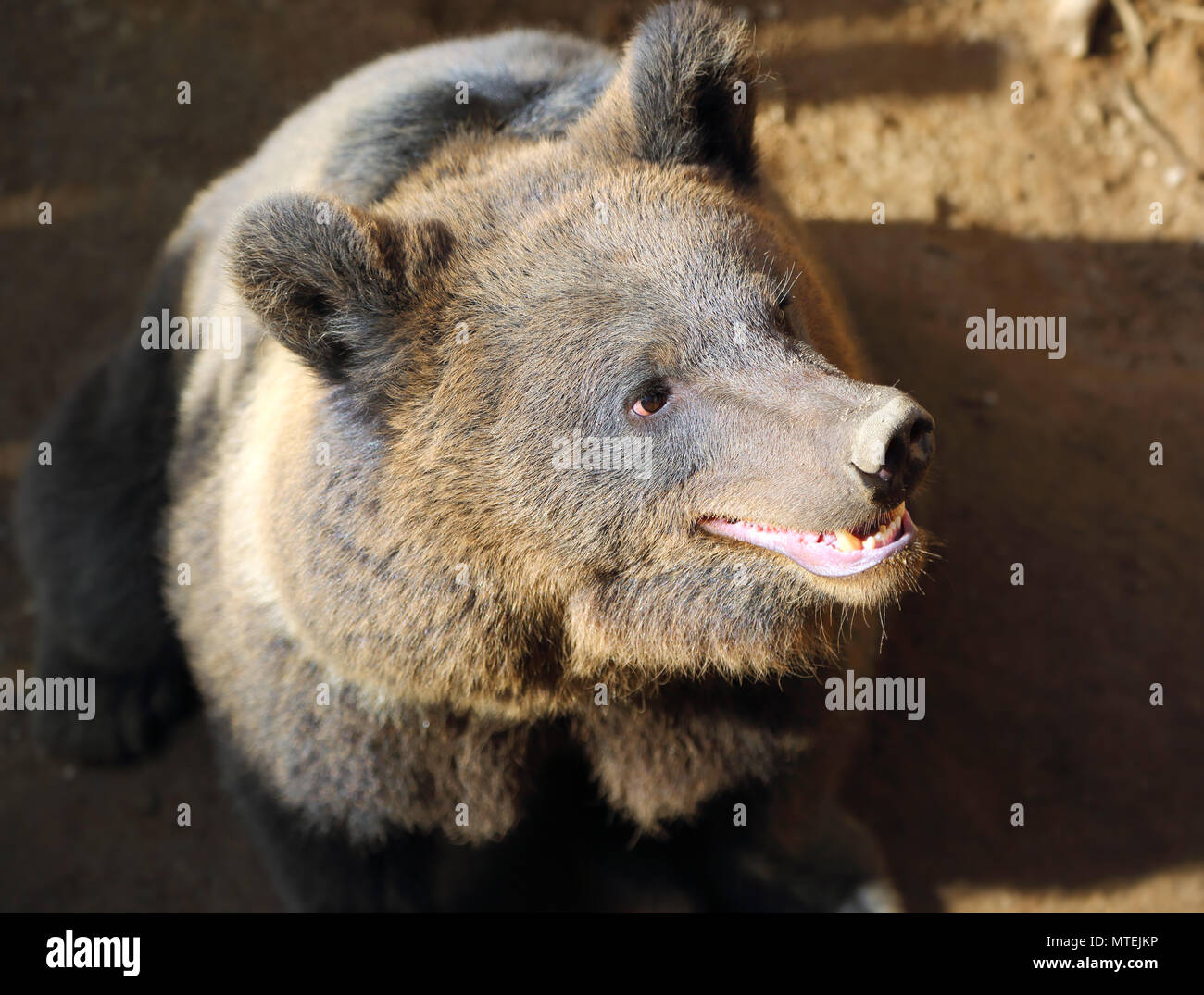 Angry Grizzly Bear Side Angry Grizzly Bear Side