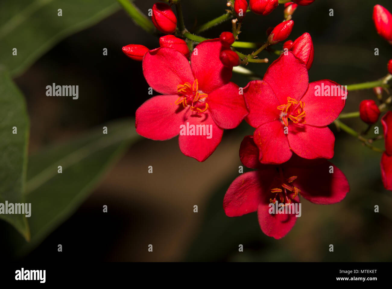 Spicy Jatropha (Jatropha integerrima Stock Photo - Alamy
