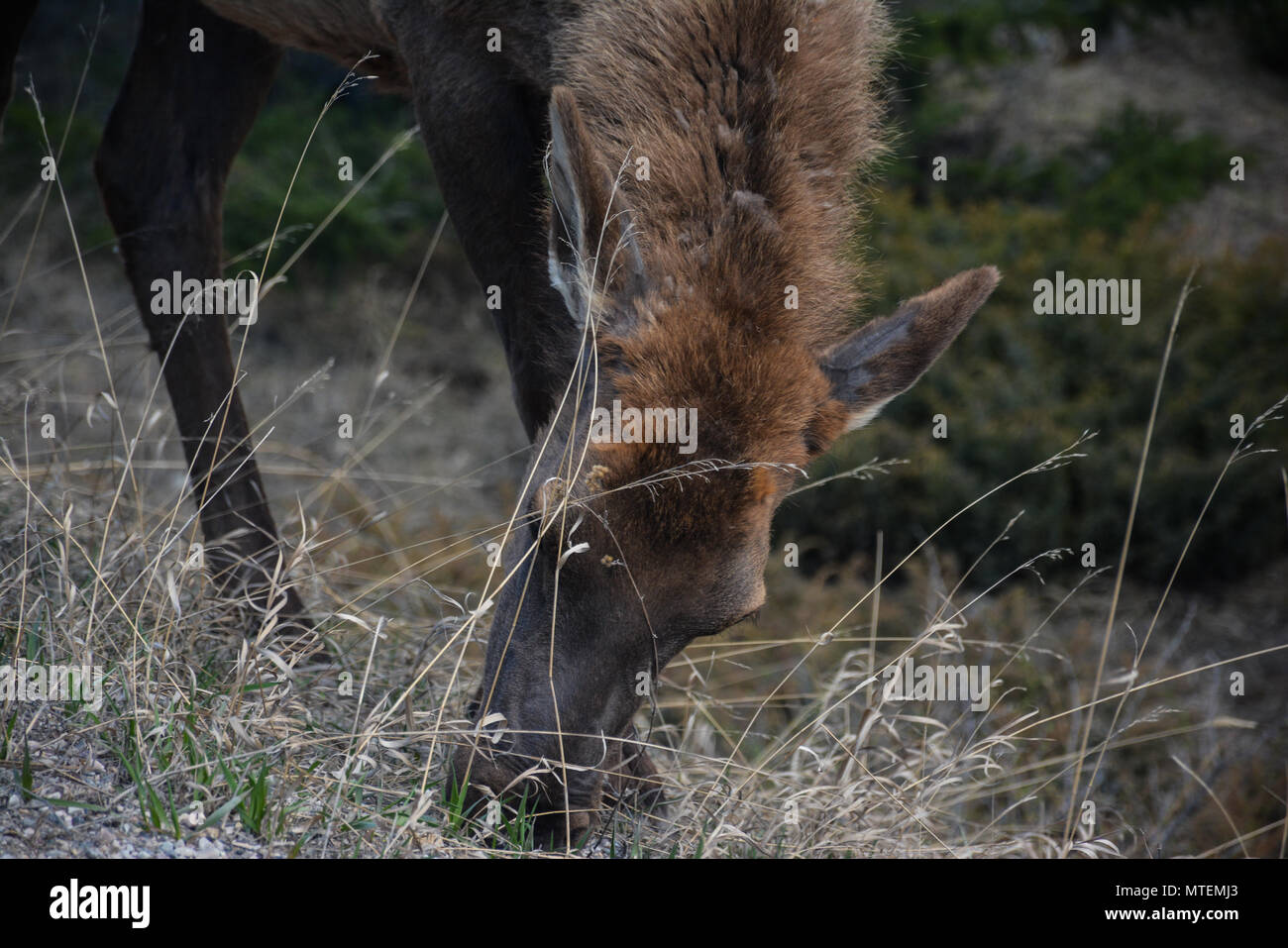 Caribou canada eating hi-res stock photography and images - Alamy