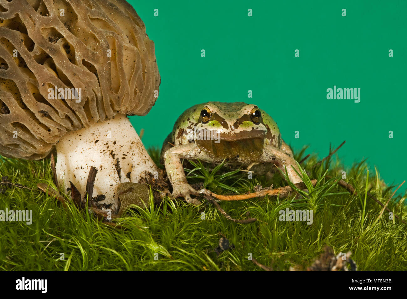Frog pose hi-res stock photography and images - Alamy
