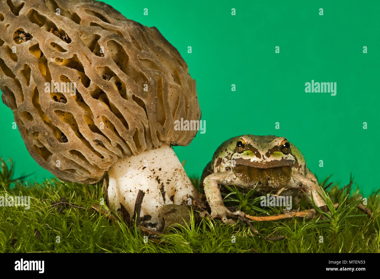 Detail of a Pacific Tree Frog, Pseudacris regilla, and a morel mushroom ...