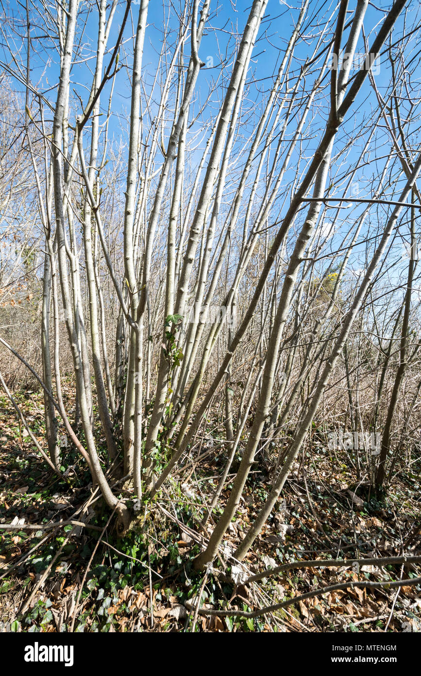 Coppicing hi-res stock photography and images - Alamy