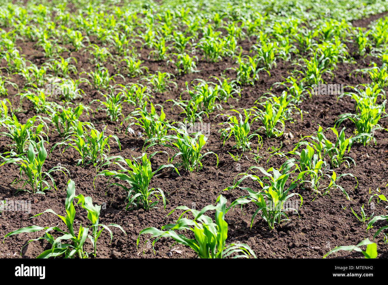 Fat soil with rows of young green corn plants. Fertile ground with ...