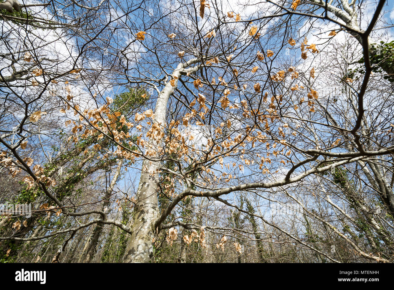 Woods in spring hi-res stock photography and images - Alamy