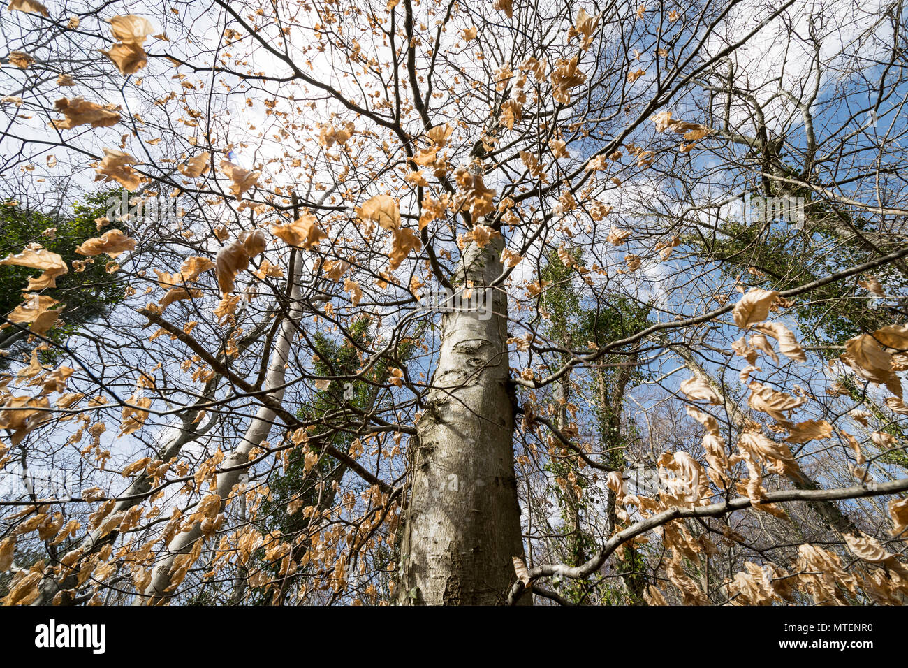 Woods in spring hi-res stock photography and images - Alamy