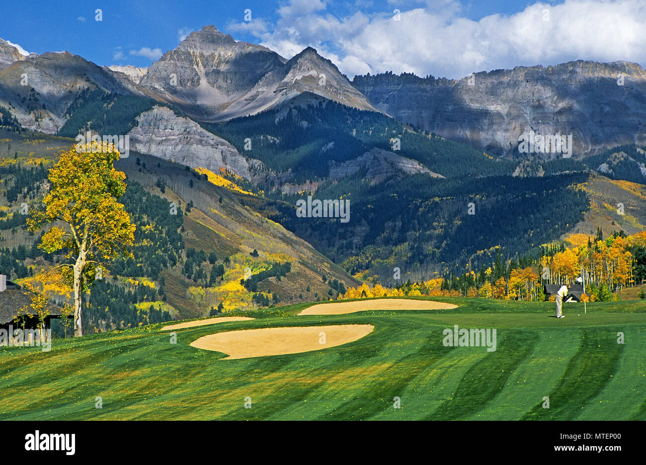 Aspen trees turn gold at the Telluride Golf Club above Telluride ...