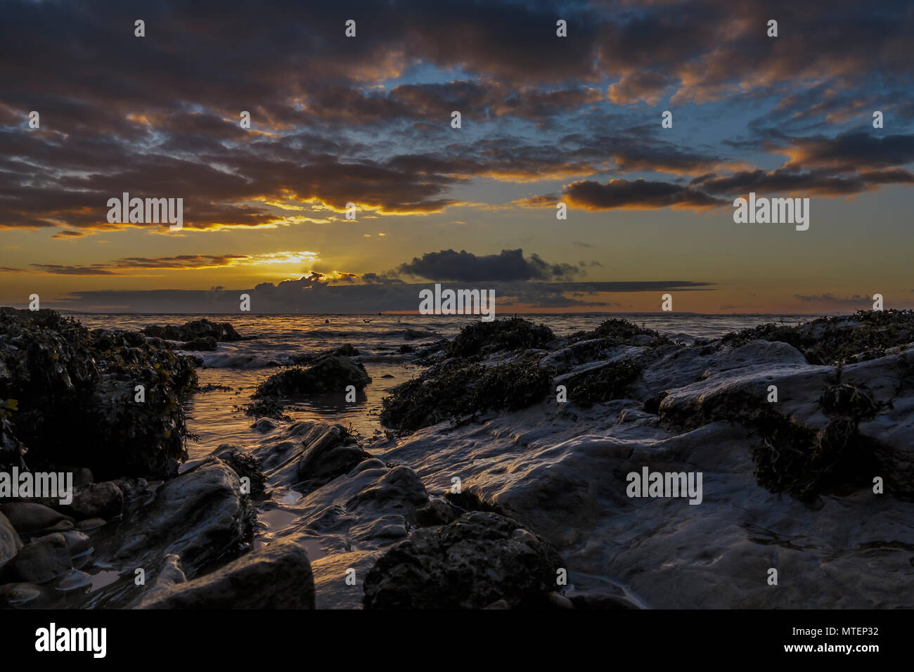 Seaweed mud at sunset Stock Photo - Alamy