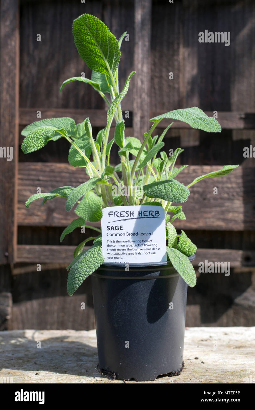 Sage Common Broad leaved herb Stock Photo - Alamy