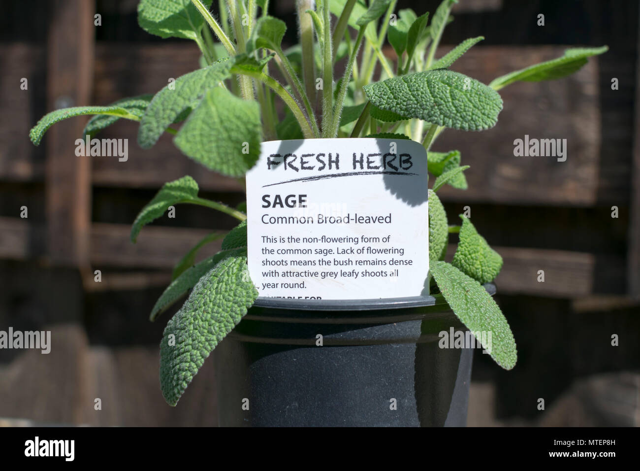 Sage Common Broad leaved herb Stock Photo - Alamy