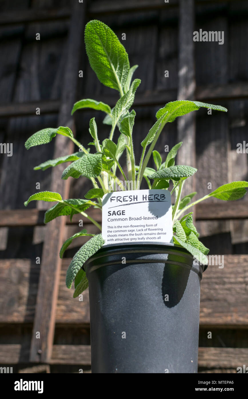 Common broad leaved sage hi-res stock photography and images - Alamy