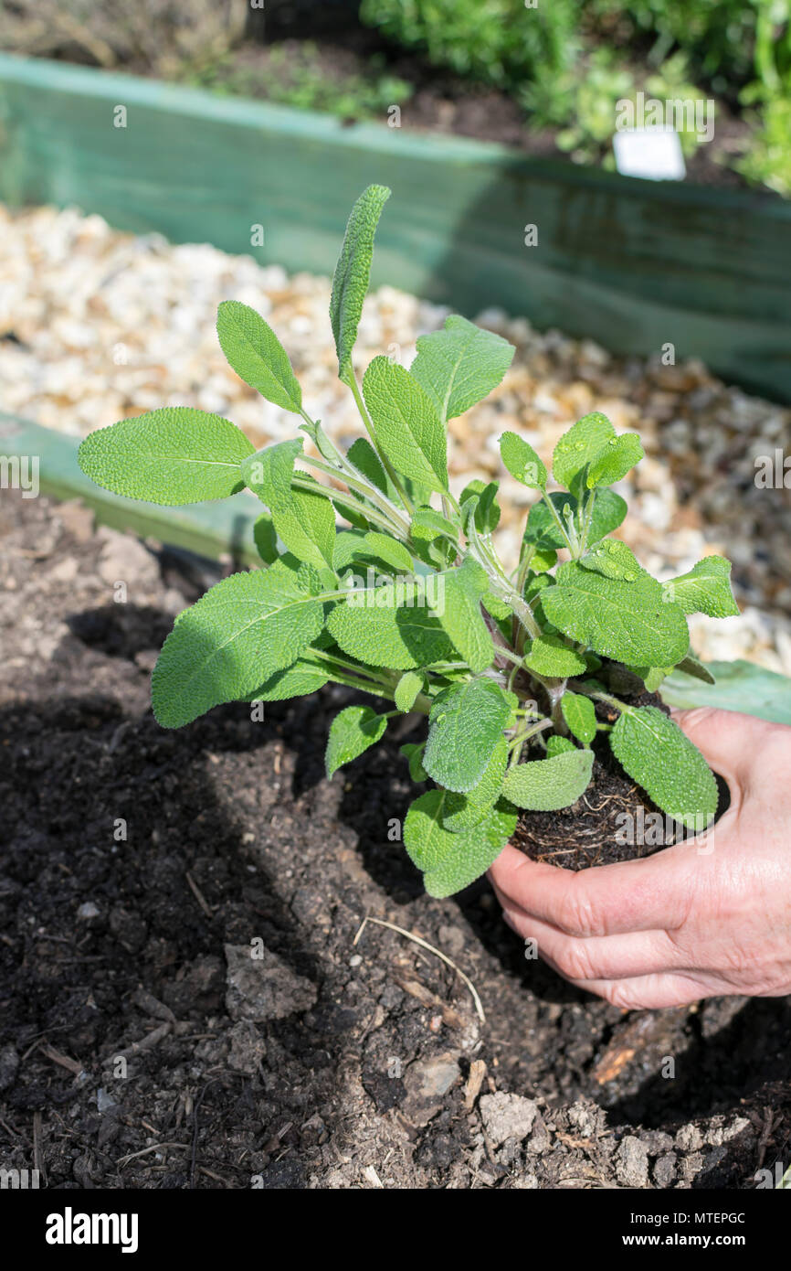 Sage Common Broad leaved herb being planted in a raised bed Stock Photo ...