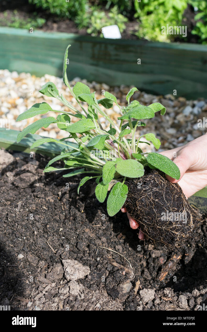 Common broad leaved sage hi-res stock photography and images - Alamy