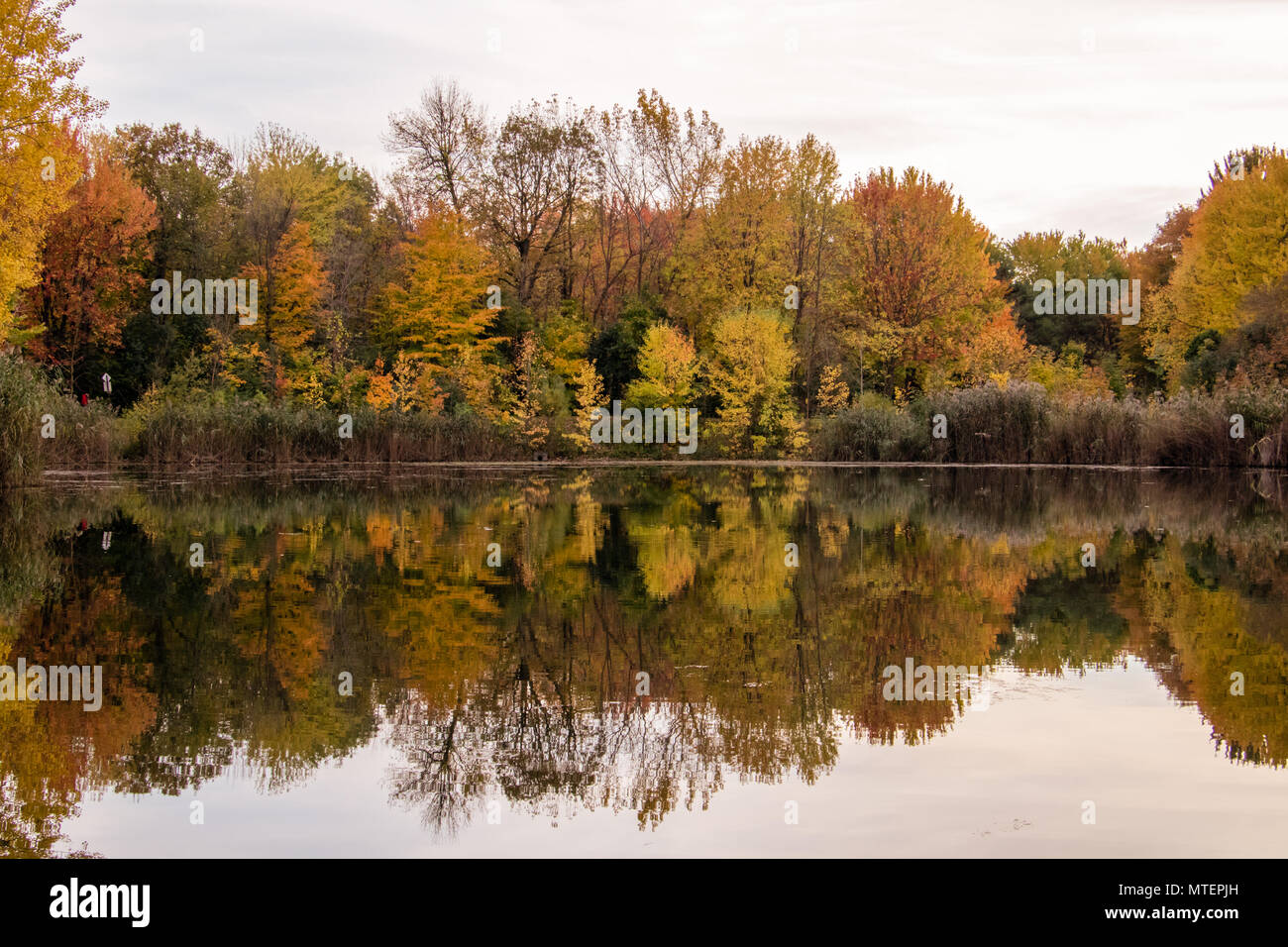 Fall in the Angrignon Park in Montreal, Canada Stock Photo - Alamy