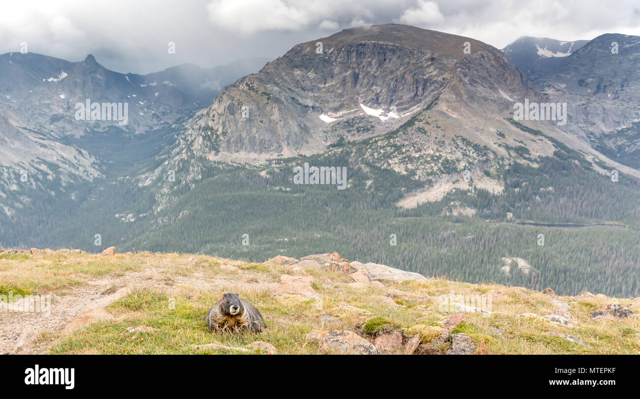 North american wildlife hi-res stock photography and images - Alamy