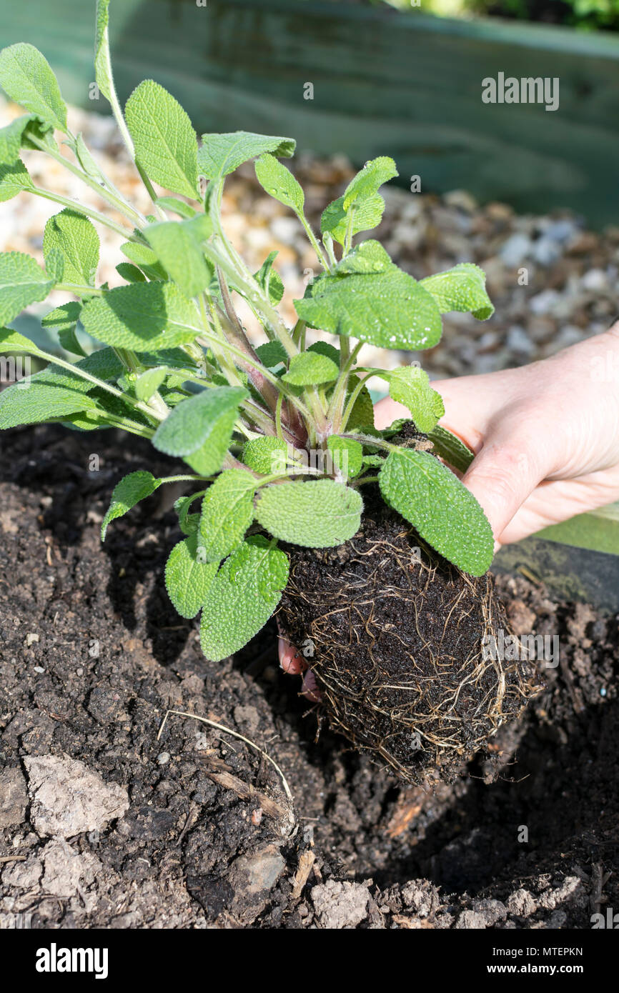 Sage Common Broad leaved herb being planted in a raised bed Stock Photo ...