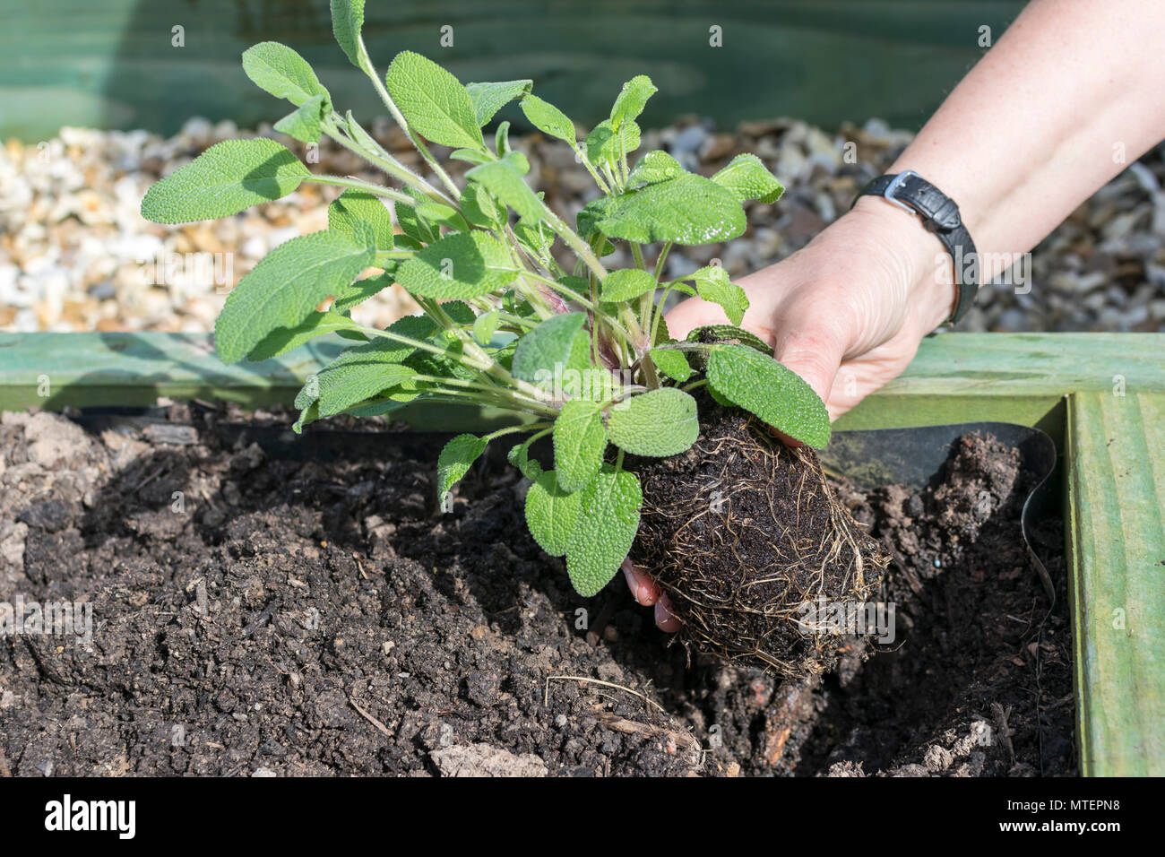 Common broad leaved sage hi-res stock photography and images - Alamy