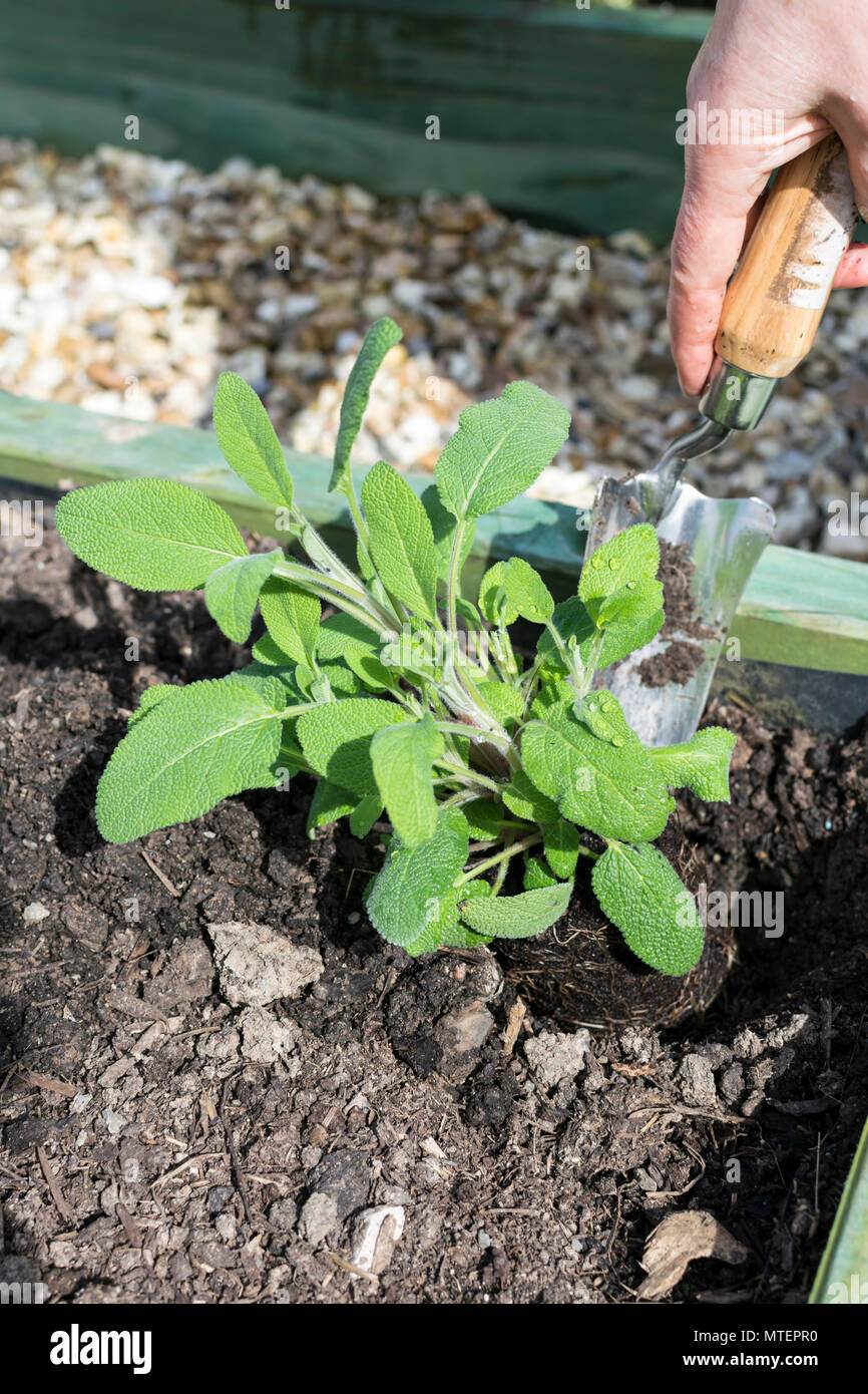 Sage Common Broad leaved herb being planted in a raised bed Stock Photo ...