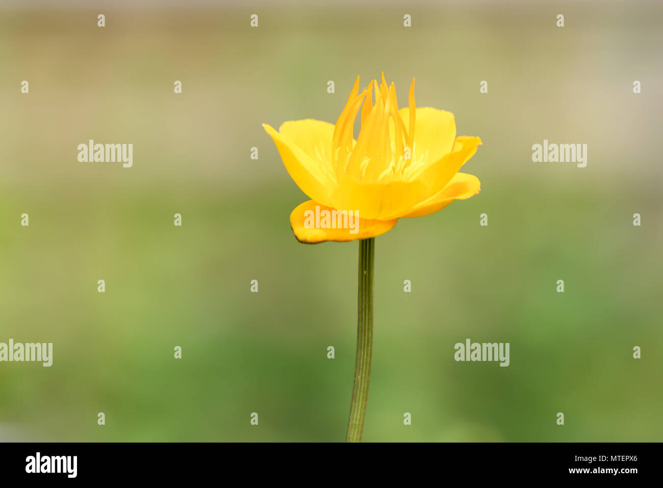 Pretty yellow flower isolated Stock Photo - Alamy