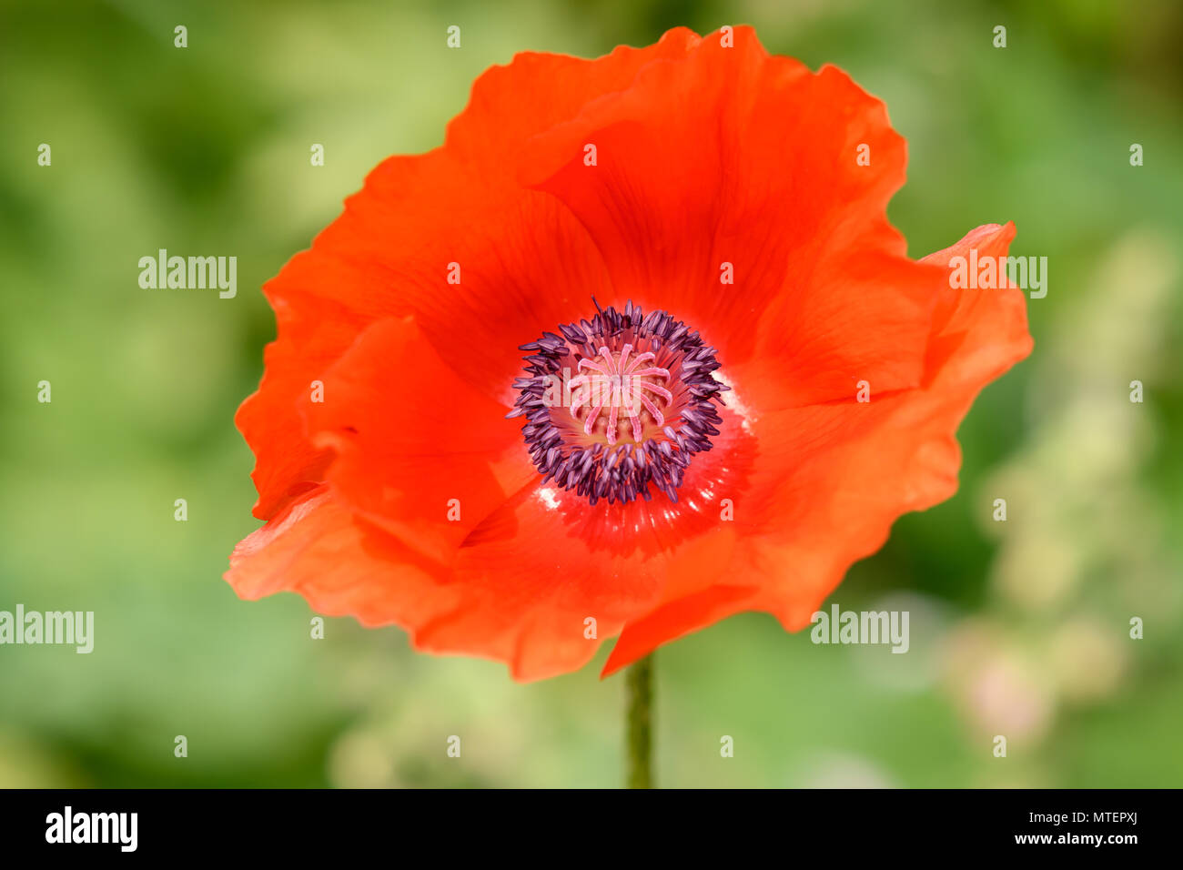 Remembrance day poppy picture hi-res stock photography and images - Alamy
