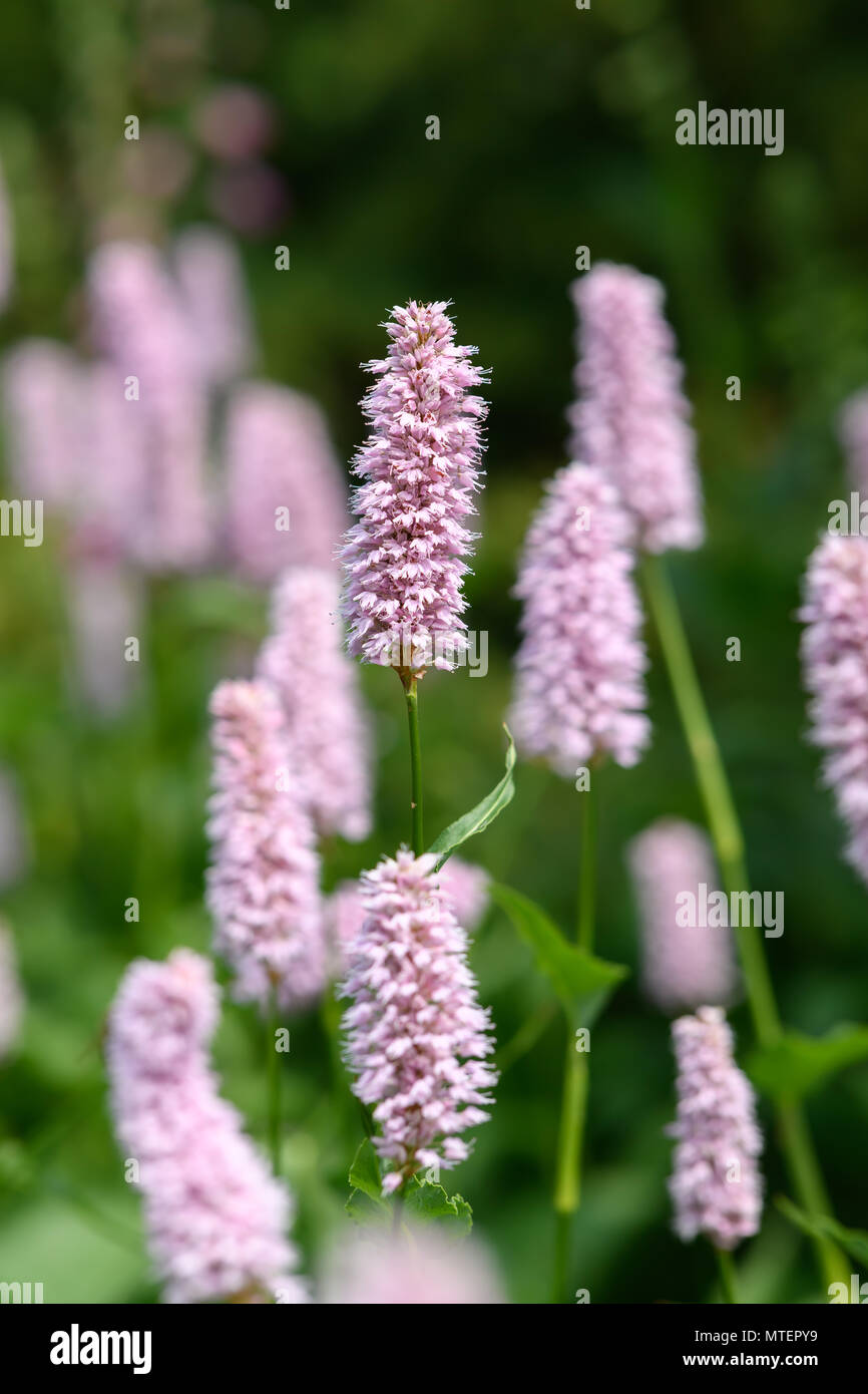 Beautiful pink flowers Stock Photo - Alamy