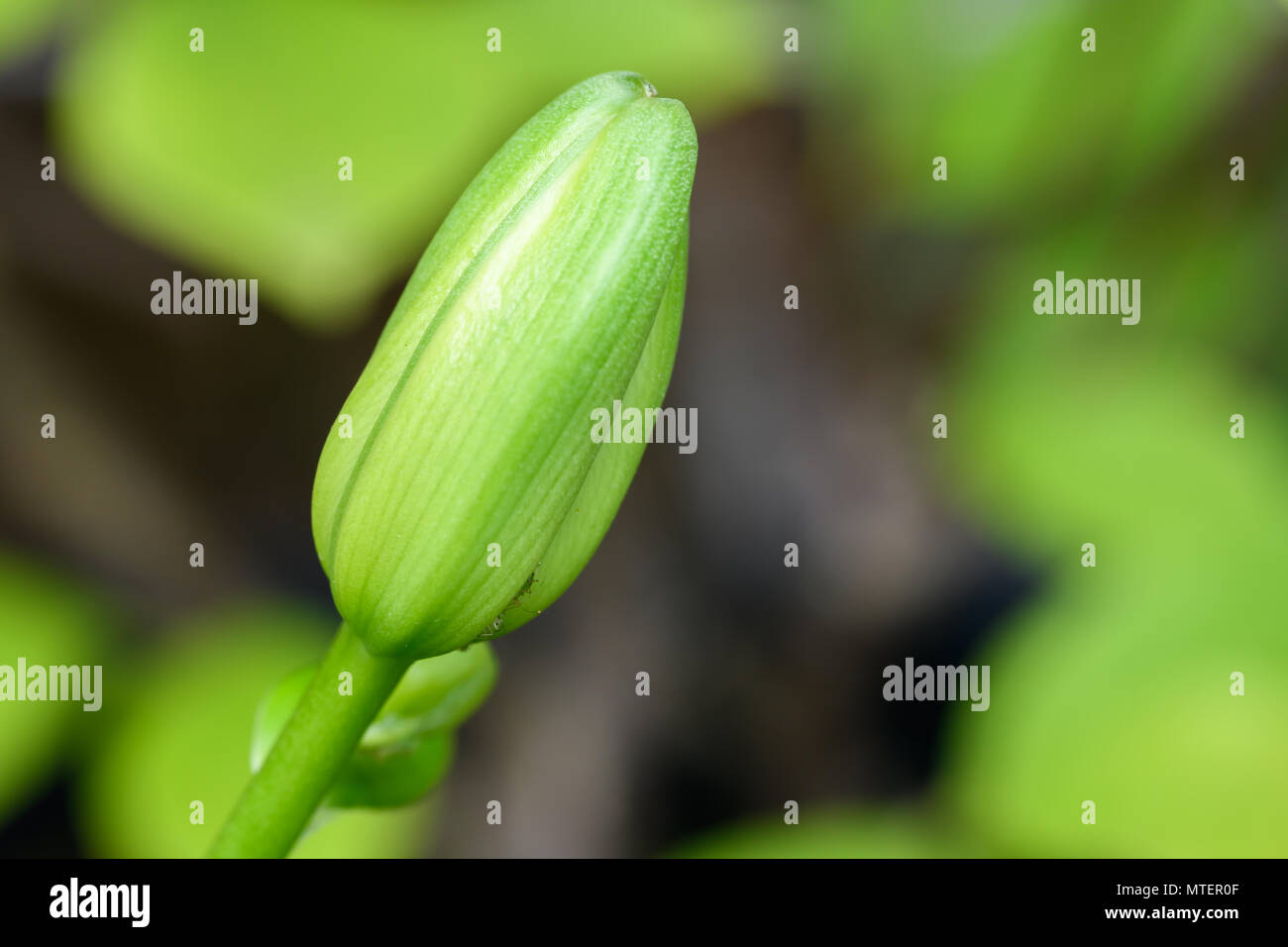 Liliy bud hi-res stock photography and images - Alamy