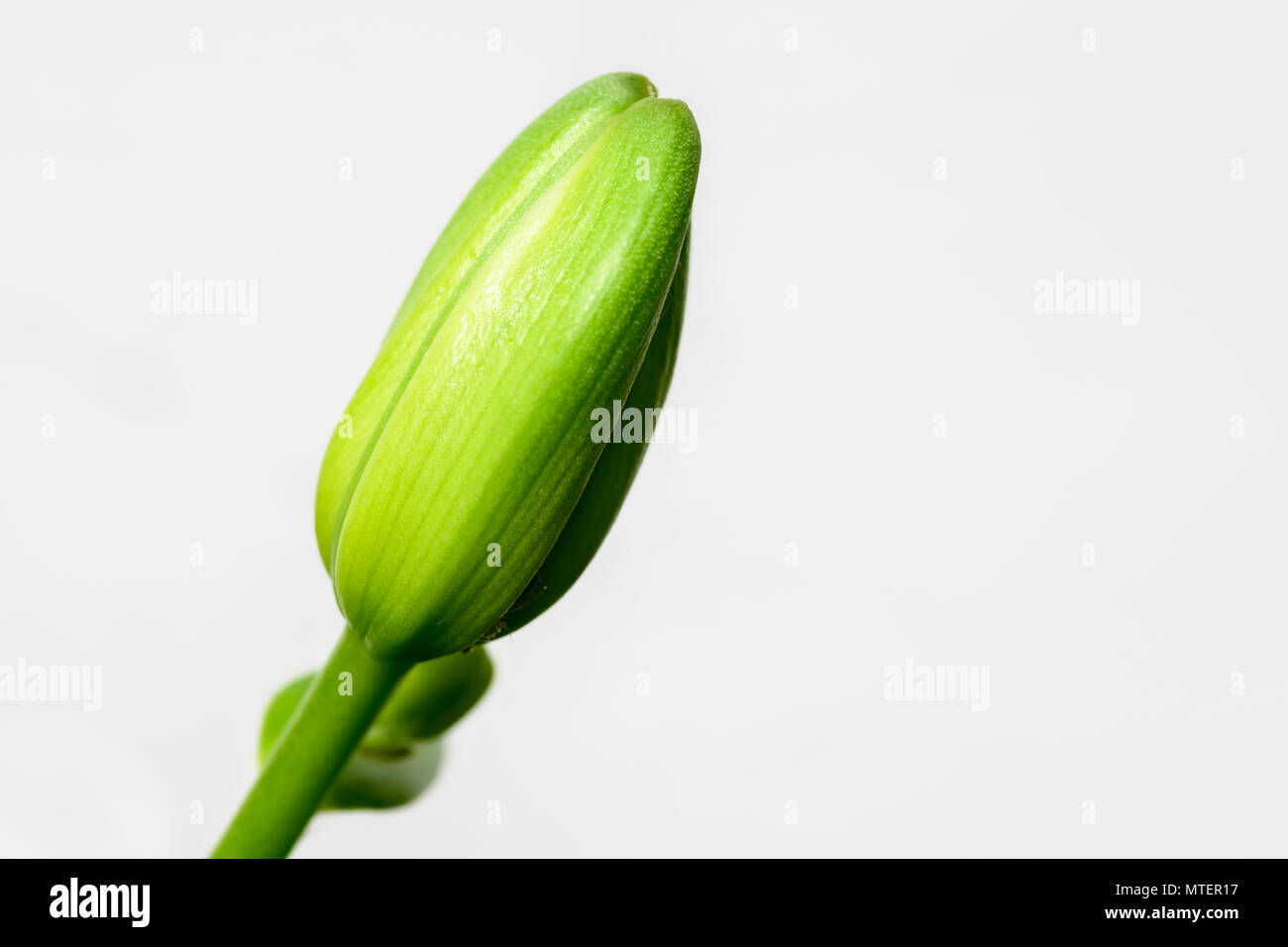 Liliy bud hi-res stock photography and images - Alamy