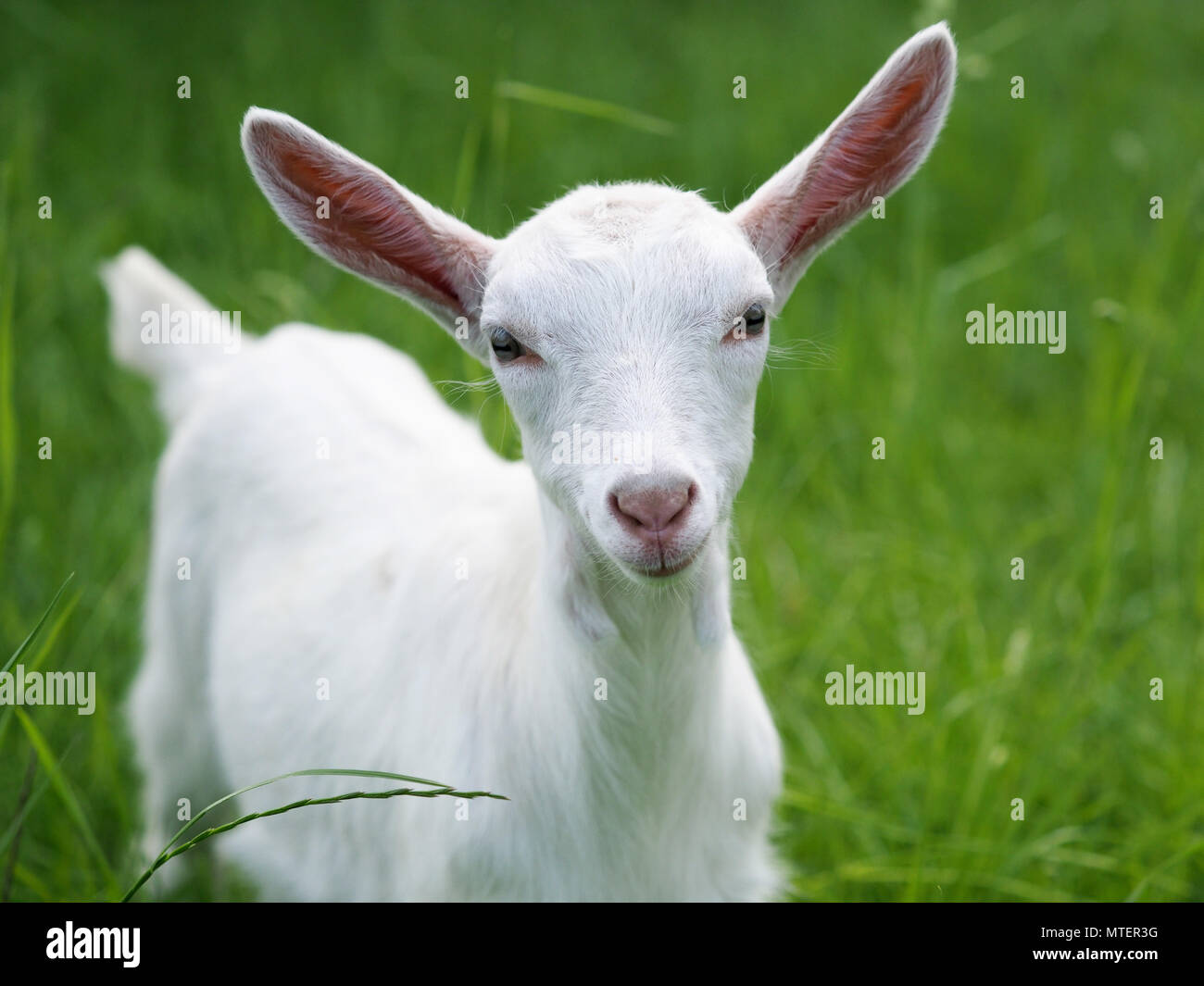 Baby goat kid hi-res stock photography and images - Alamy