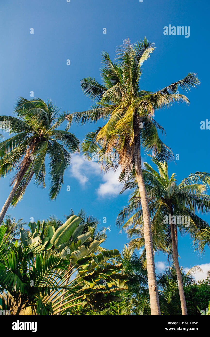 Coconut palm trees on the tropical beach Stock Photo - Alamy